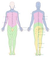 Cervical spine injuries - Knowledge @ AMBOSS