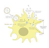 DNA vaccines [15]