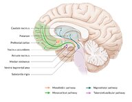 The cerebral cortex, meninges, basal ganglia, and ventricular system ...