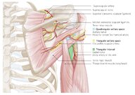 Shoulder and axilla - Knowledge @ AMBOSS