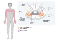 Spinal cord injuries - Knowledge @ AMBOSS