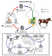 Food poisoning - Knowledge @ AMBOSS