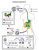 Food poisoning - Knowledge @ AMBOSS