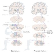 Spinal cord tracts and reflexes - Knowledge @ AMBOSS