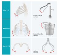Thoracic spine and rib osteopathy - Knowledge @ AMBOSS