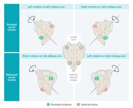 Pelvic and sacral osteopathy - Knowledge @ AMBOSS