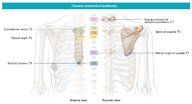 Thoracic spine and rib osteopathy - Knowledge @ AMBOSS