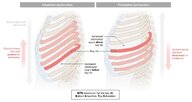 Thoracic spine and rib osteopathy - Knowledge @ AMBOSS