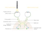 Physiology and abnormalities of the pupil - Knowledge @ AMBOSS