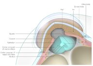 Eye and orbit - Knowledge @ AMBOSS