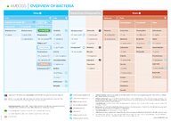General bacteriology - Knowledge @ AMBOSS