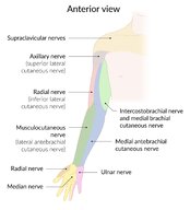 Median nerve neuropathy - Knowledge @ AMBOSS