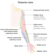 Median nerve neuropathy - Knowledge @ AMBOSS