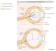 Eye and orbit - Knowledge @ AMBOSS
