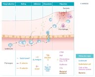 Local inflammatory responses - Knowledge @ AMBOSS