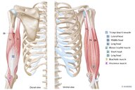 Soft tissue lesions of the shoulder - Knowledge @ AMBOSS