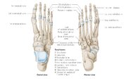 Toe deformities - Knowledge @ AMBOSS